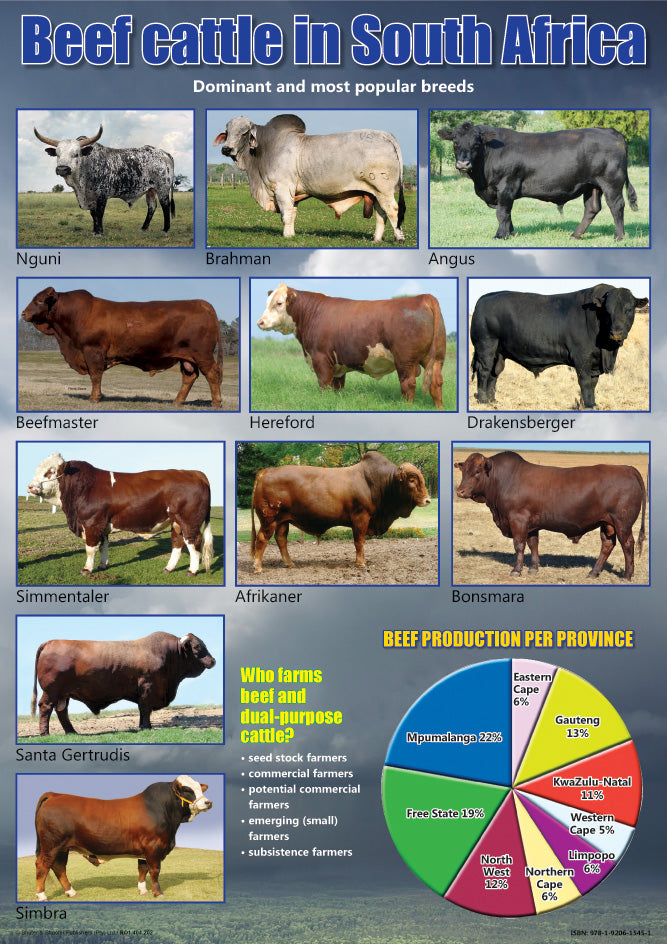 CHART: BEEF CATTLE IN SOUTH AFRICA A2 (FLAT) – Elex Academic Bookstore
