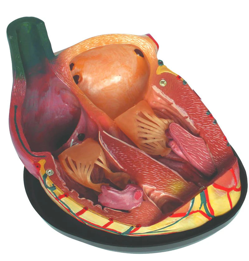 Anatomical Jumbo Heart Model – Elex Academic Bookstore