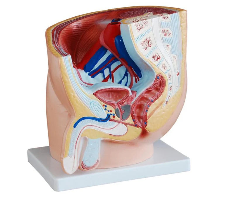 Human Male Pelvis Section Model – Elex Academic Bookstore