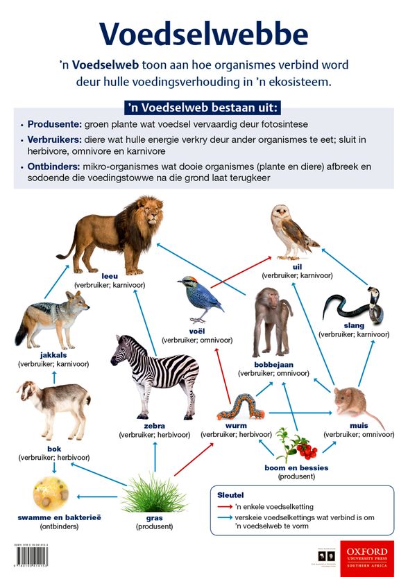 Poster (Natuurwetenskappe en Tegnologie): Voedselwebbe – Elex Academic ...